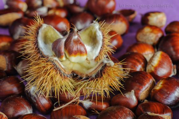 Esskastanien – Georg Dahlhoff Fotografie